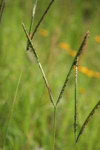 Plants of Texas Rangelands » Collections » Grasses