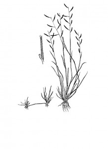 Plants of Texas Rangelands » Collections » Grasses