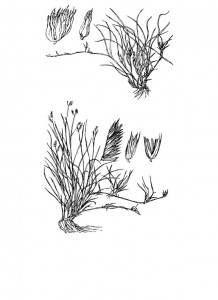 Plants of Texas Rangelands » Common Name Index