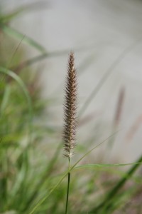 Plants of Texas Rangelands » Collections » Grasses