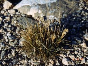 Plants of Texas Rangelands » Collections » Grasses