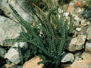 Plants of Texas Rangelands » Distributions » 09 – High Plains
