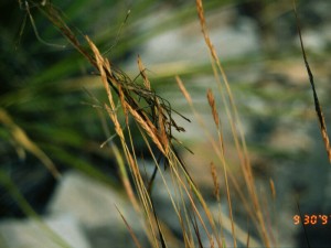 Plants of Texas Rangelands » Collections » Grasses