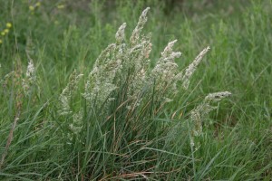 Plants of Texas Rangelands » Collections » Grasses