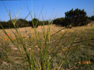 Plants of Texas Rangelands » Collections » Grasses