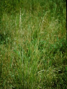 Plants of Texas Rangelands » Collections » Grasses